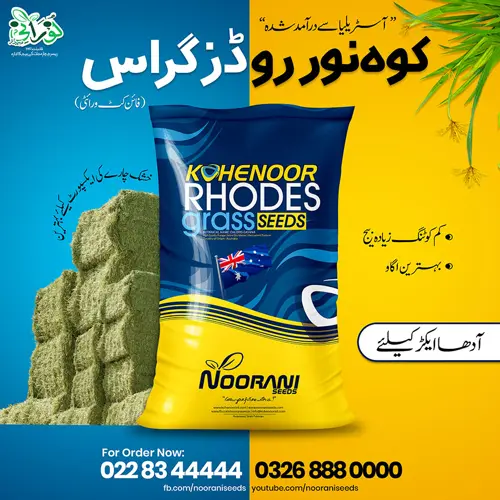 Kohenoor Protein Grass