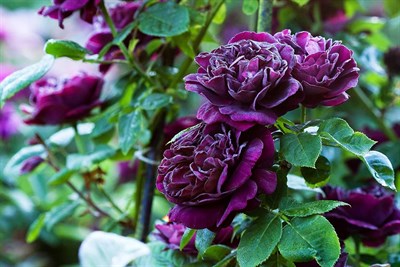 Souvenir du Docteur Jamain Climbing Rose Seeds in Pakistan for Rs. 999. ...