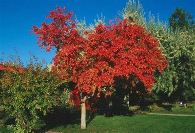 Top Quality Maple Seeds Pakistan