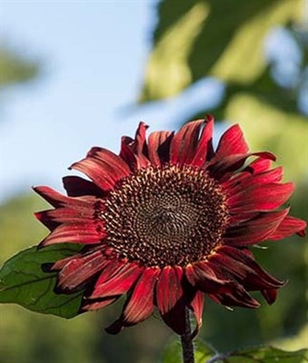 Sunflower Red Wave Hybrid Seeds in Pakistan for Rs. 899.00 | frescoseeds