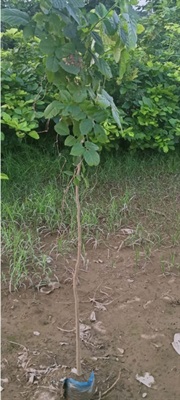 Sukh Chain APPROX 10 SEEDS in Pakistan for Rs. 100.00 | Sky Seeds Store