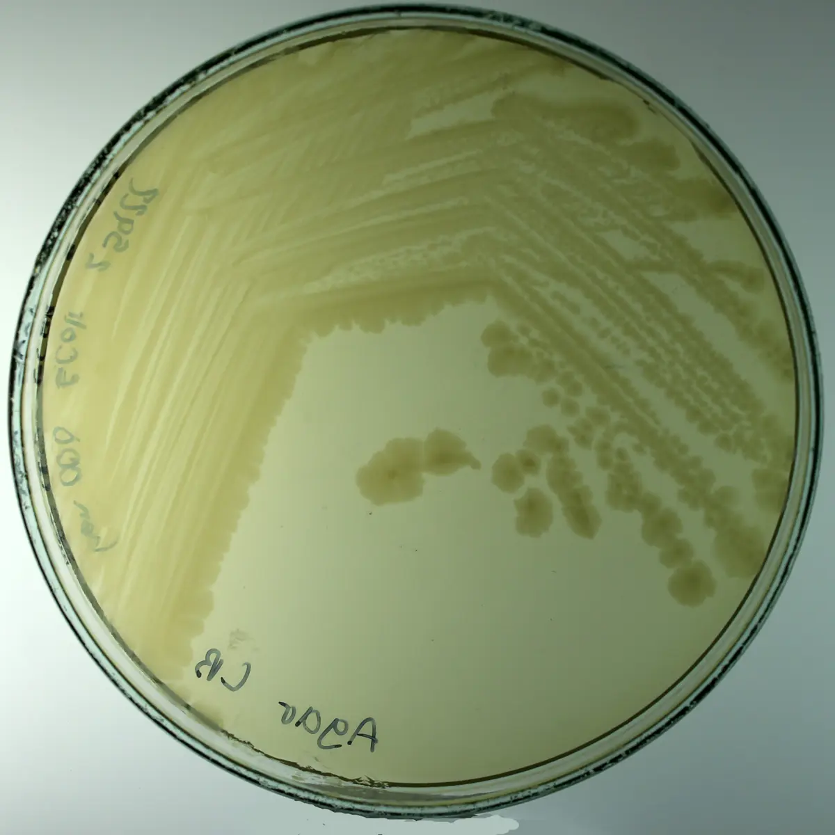 Escherichia coli (Migula) Castellani and Chalmers (each) ATCC in ...
