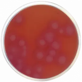 Bacillus Cereus Selective Agar Base (MYP) ISO 500gm in Pakistan for Rs ...
